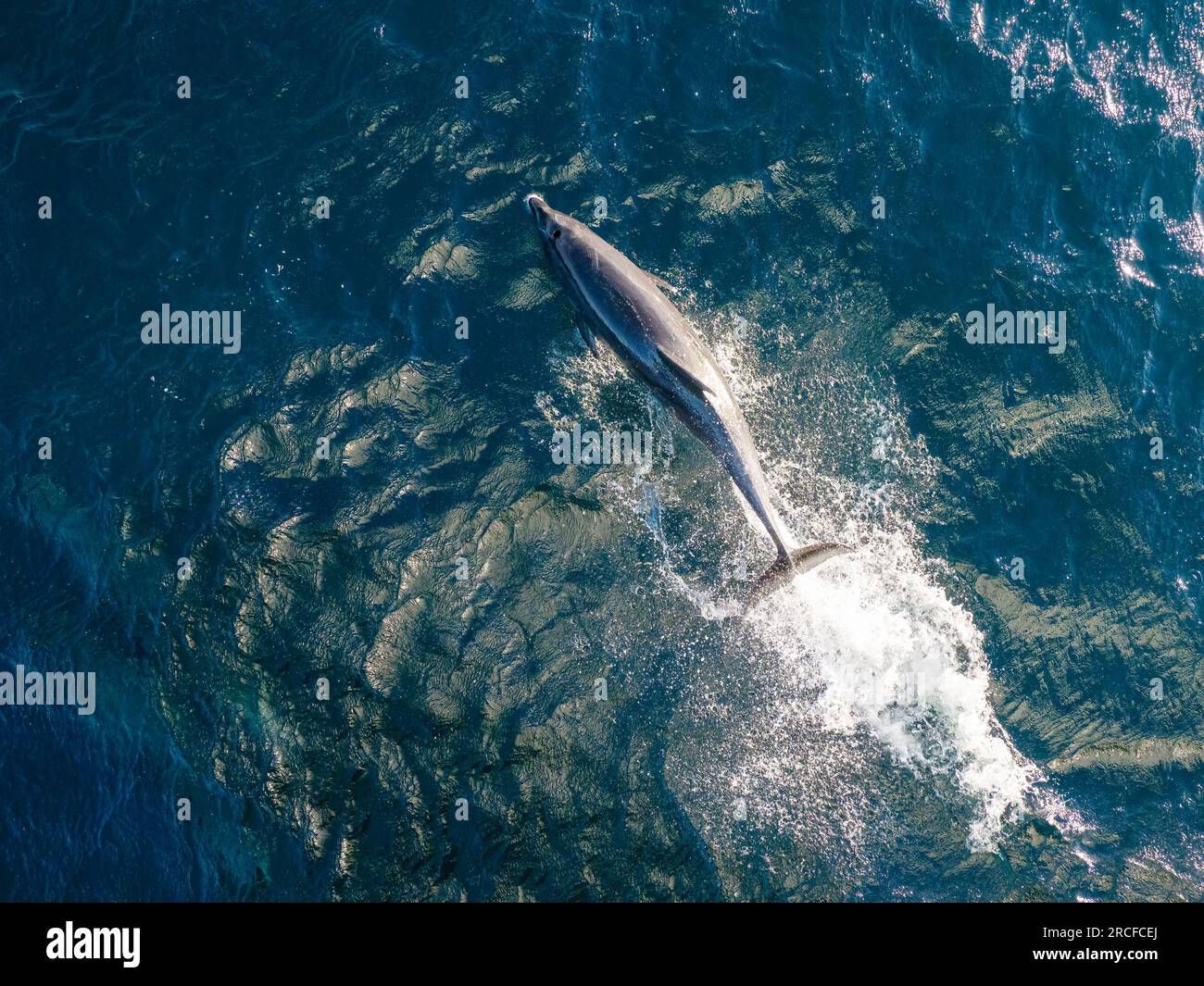 Adult common bottlenose dolphin, Tursiops truncatus, bowriding on the ...