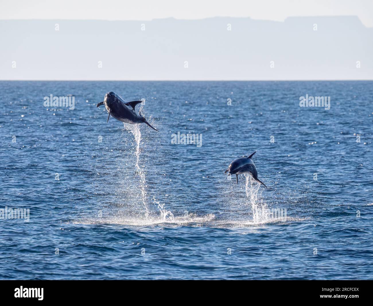 Adult common bottlenose dolphins, Tursiops truncatus, leaping off Isla San Jose, Baja California ...