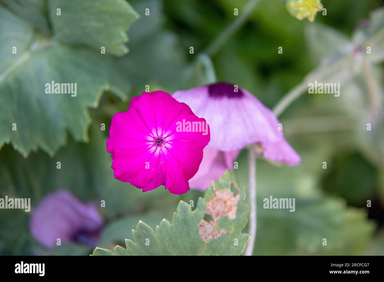 Beautiful view footage of the nature and flowers taken with camera ...