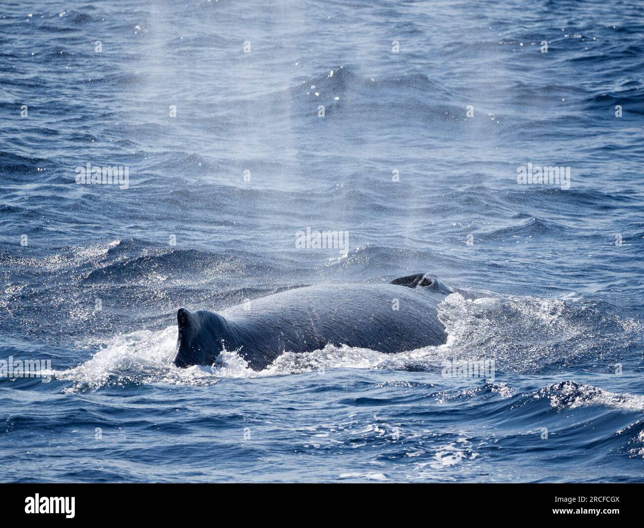 Adult male humpback whale, Megaptera novaeangliae, competition pod, San ...