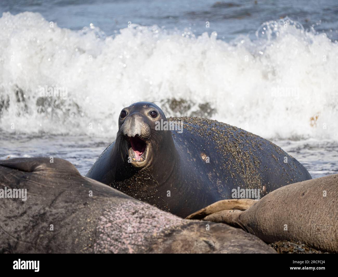 Young northern elephant seal, Mirounga angustirostris, Benito del Oeste ...