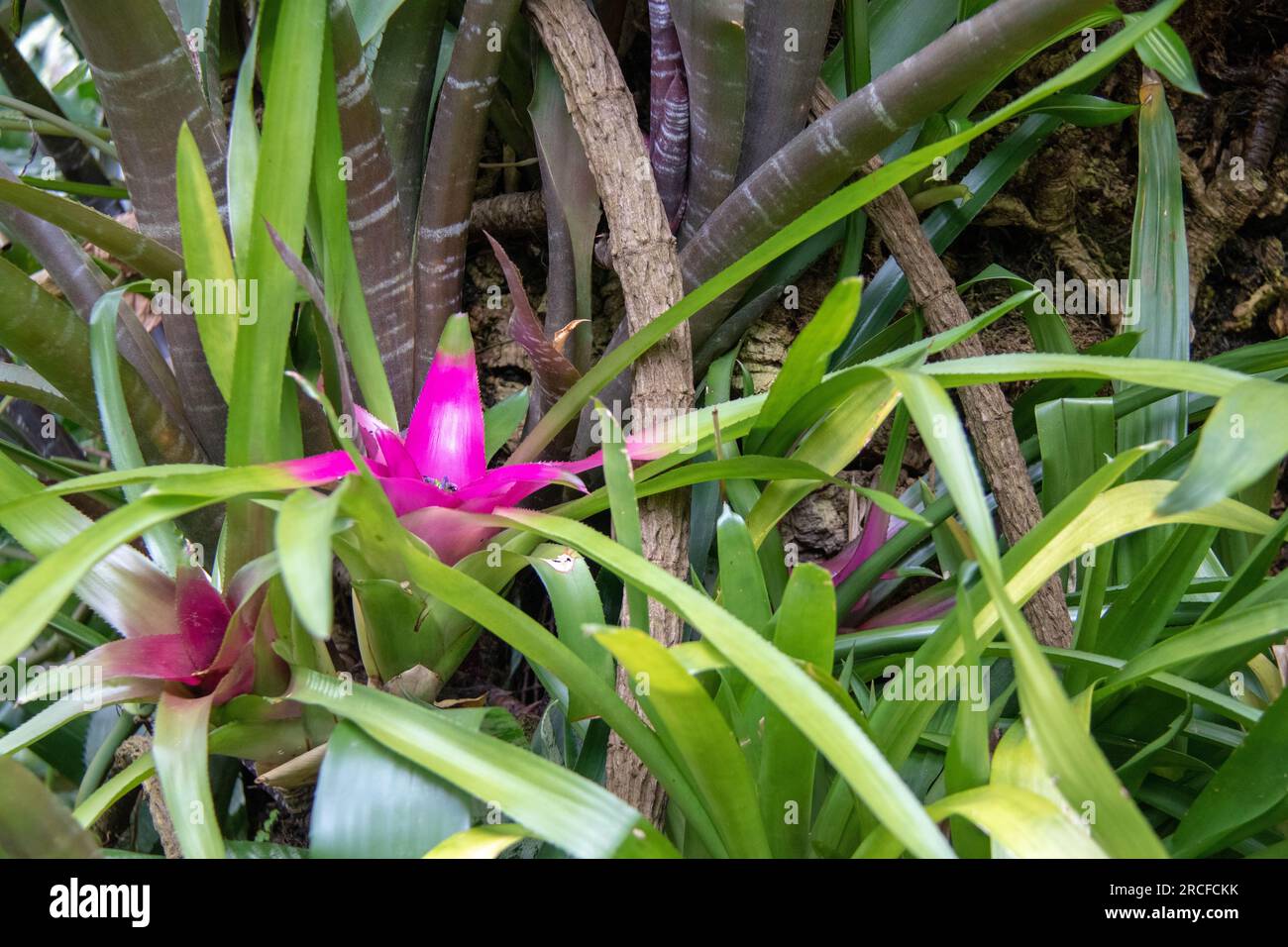 Beautiful view footage of the nature and flowers taken with camera ...