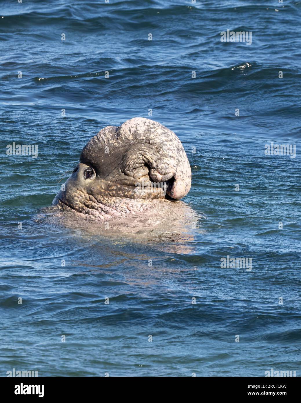 Adult bull northern elephant seal, Mirounga angustirostris, Benito del ...