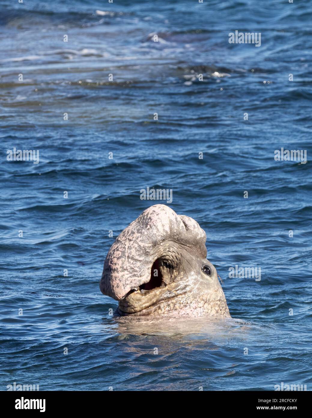 Adult bull northern elephant seal, Mirounga angustirostris, Benito del ...
