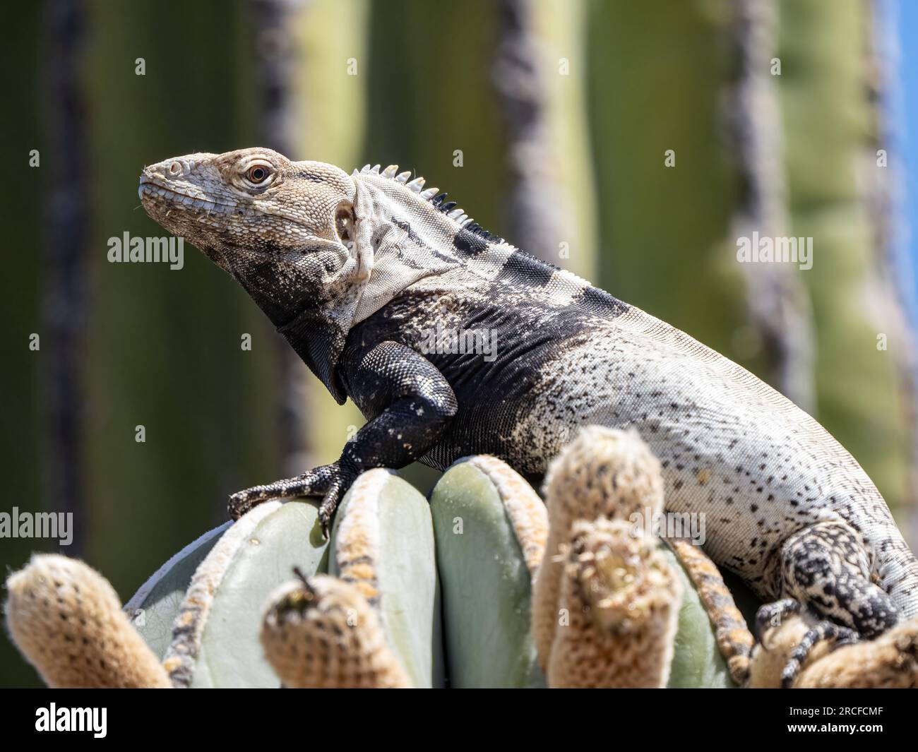 Adult spiny-tailed iguana, Ctenosaura conspicuosa, basking in the sun ...