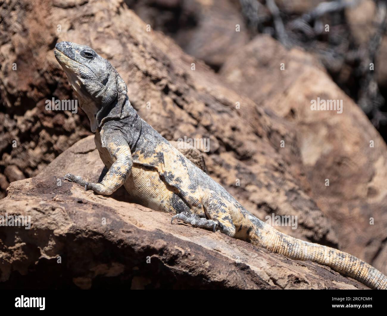 San Esteban Chuckwalla Egg