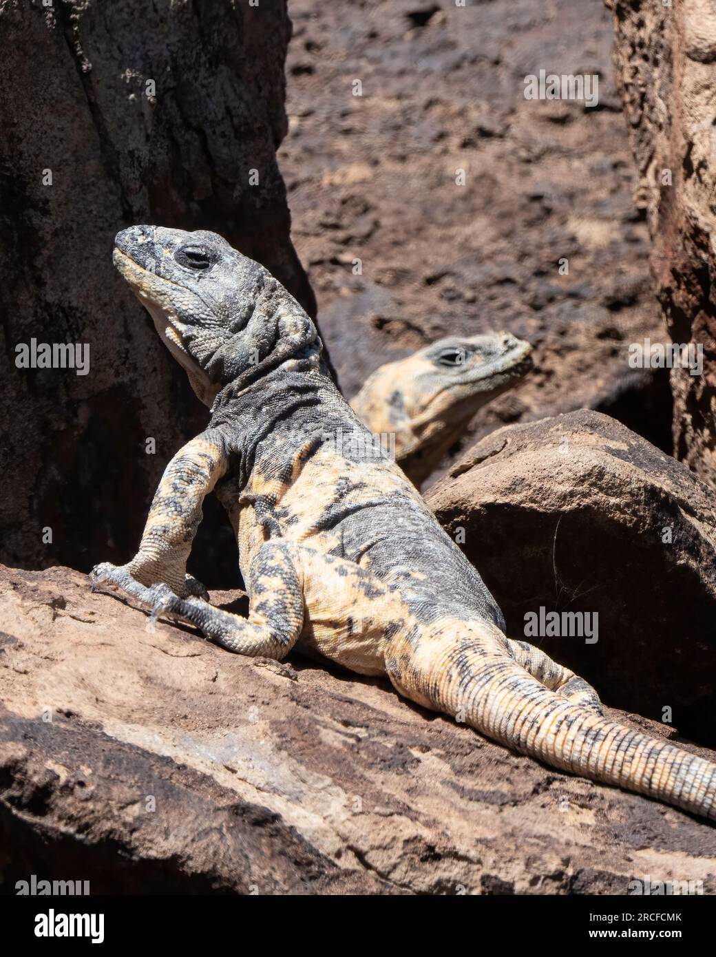 San Esteban Chuckwalla Egg
