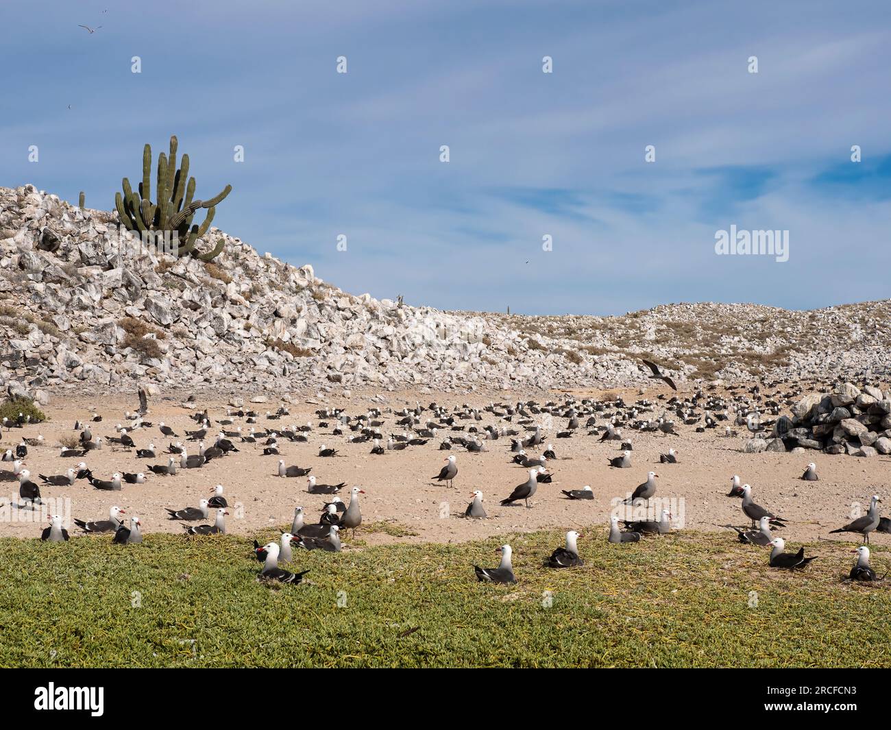 Adult Heermann's gull, Larus heermanni, on nests at breeding colony on ...