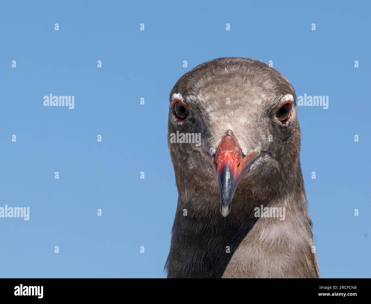 Head shot of seagull hi-res stock photography and images - Alamy