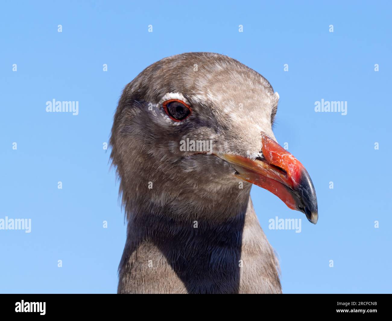 Head shot of seagull hi-res stock photography and images - Alamy