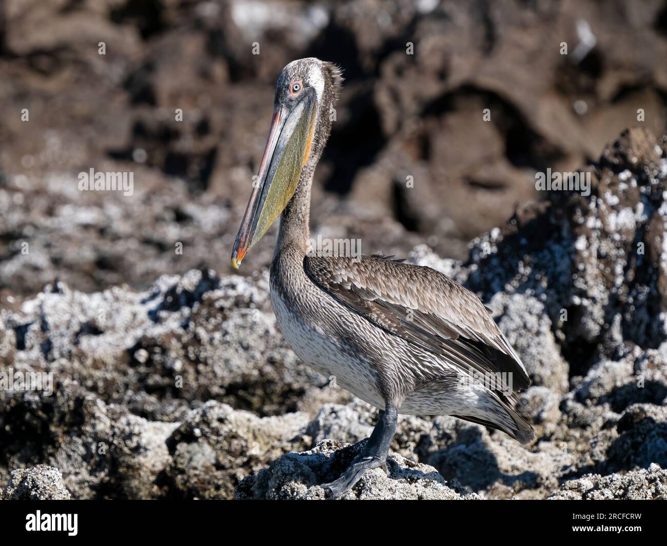 Juvenile brown pelican, Pelecanus occidentalis, sun bathing on Isla ...