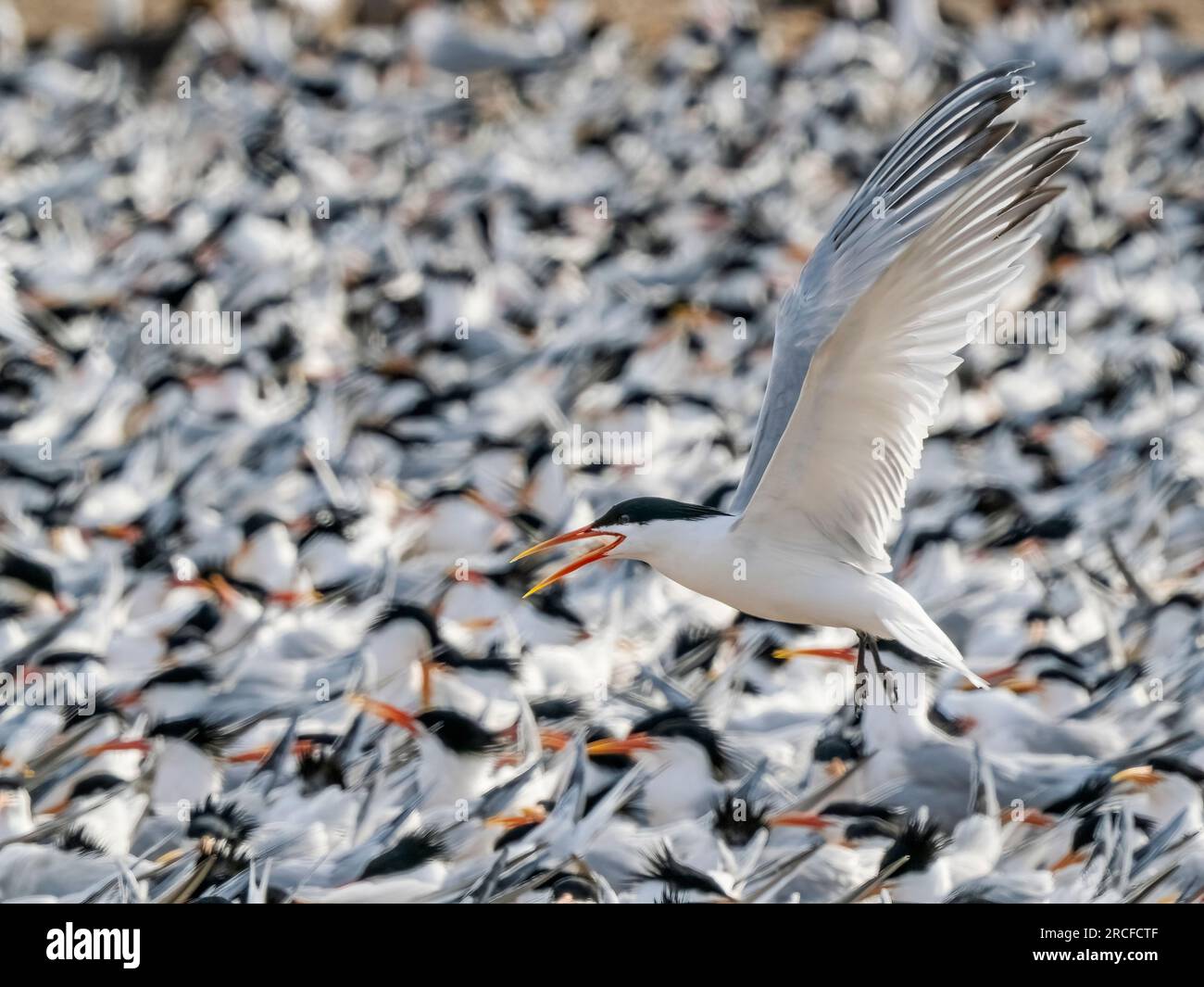 Adult Elegant tern, Thalasseus elegans, landing at nest near breeding ...