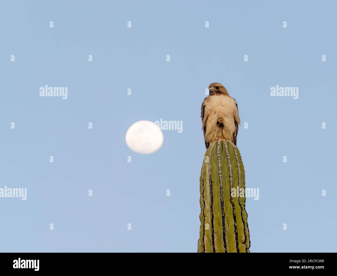 Red-tailed hawk, Buteo jamaicensis, on a carton cactus under moon ...