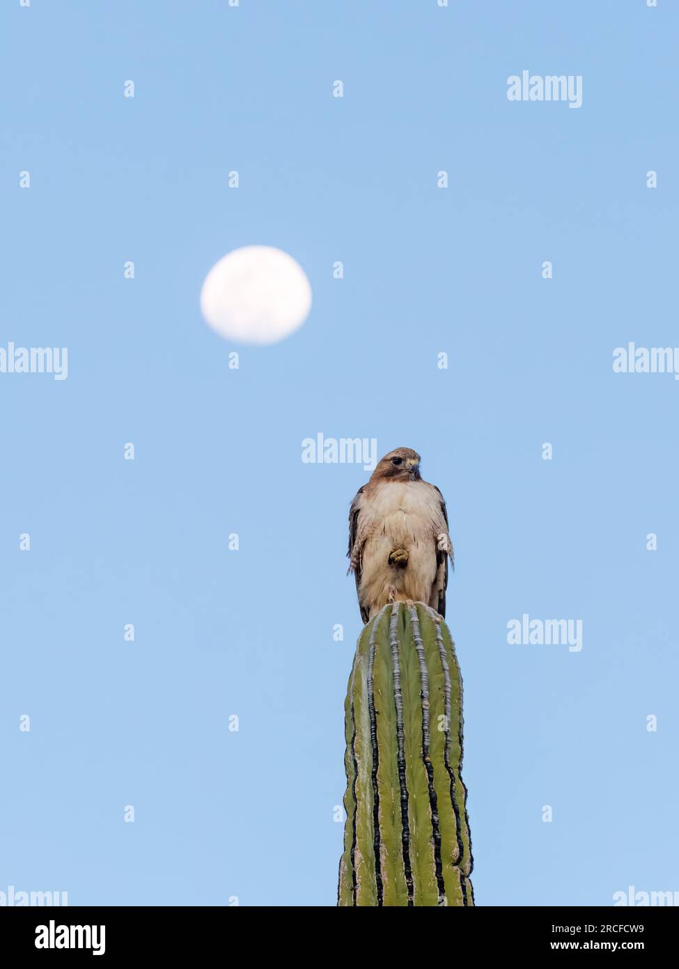 Red-tailed hawk, Buteo jamaicensis, on a carton cactus under moon ...