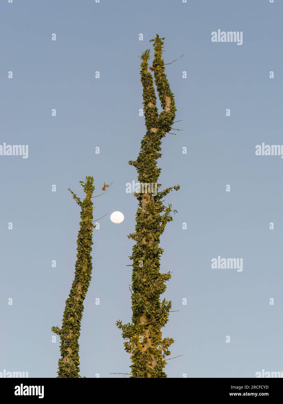 Boojum tree, or cirio, Fouquieria columnaris, in the Sonoran Desert ...