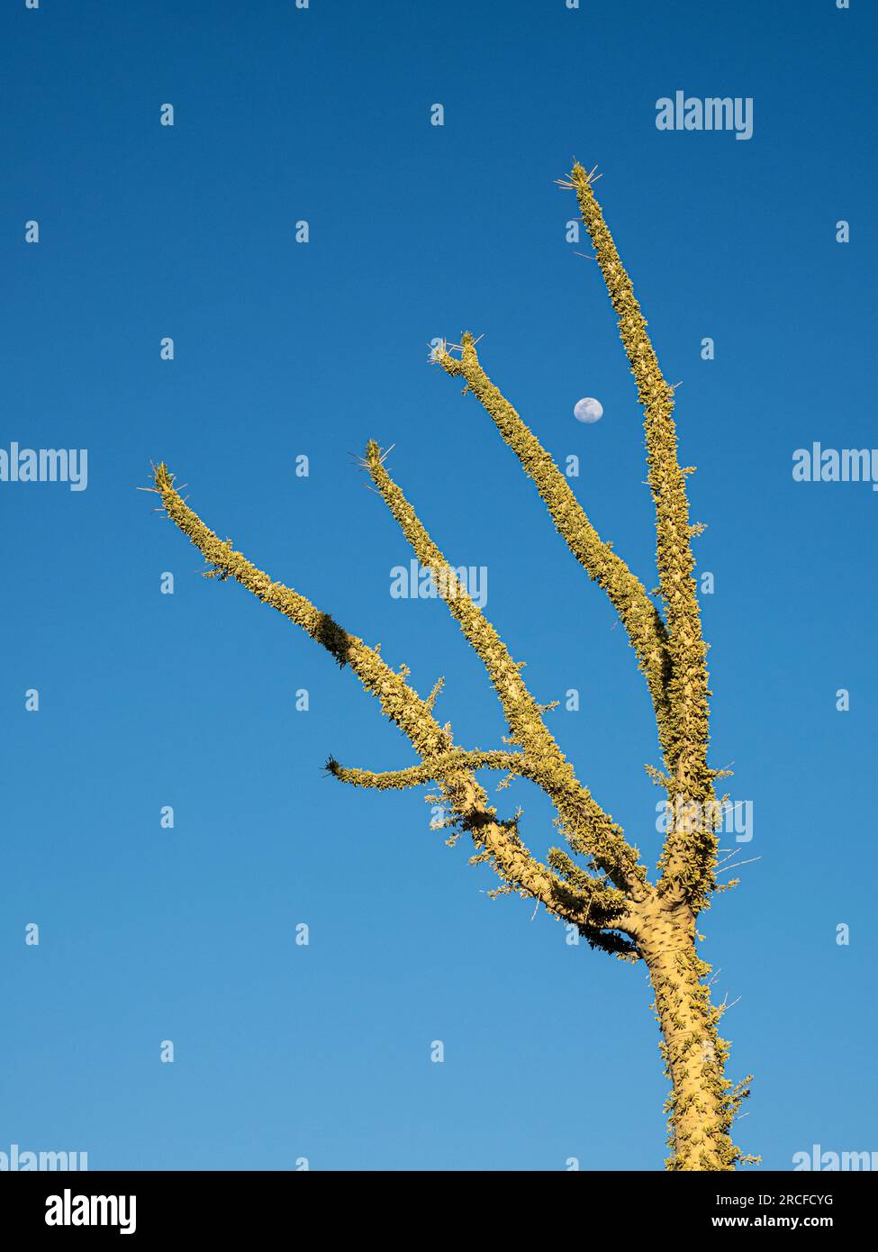 Boojum tree, or cirio, Fouquieria columnaris, in the Sonoran Desert ...