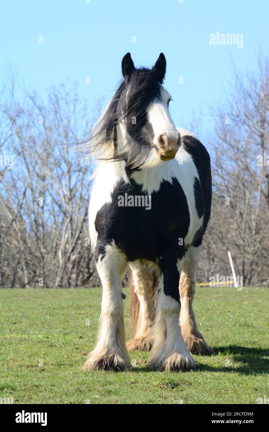 irish Tinker - Gypsy Coc Stock Photo - Alamy