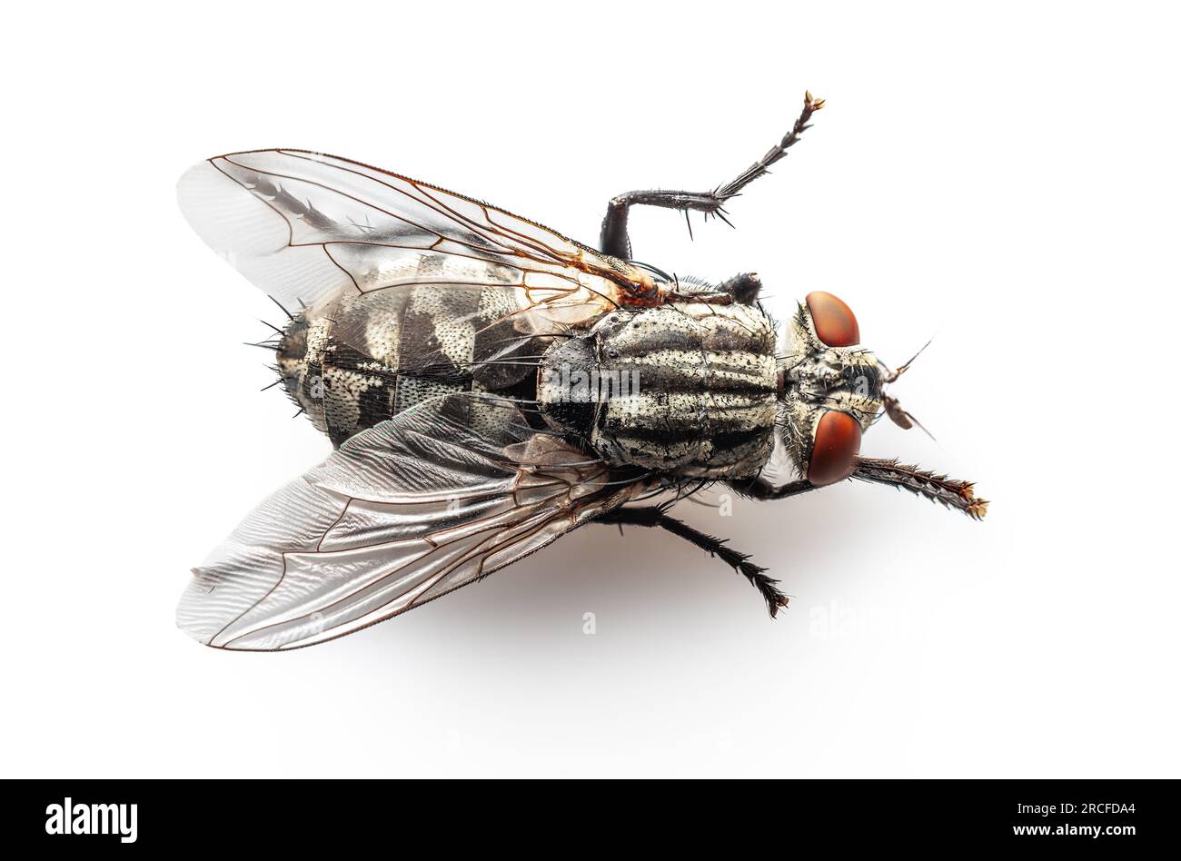 Fly insect macro closeup studio isolated on white background Stock ...