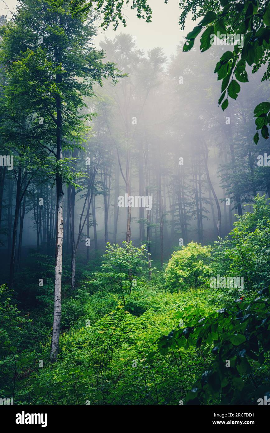 Beautiful nature at morning in the misty spring forest with sunshine ...