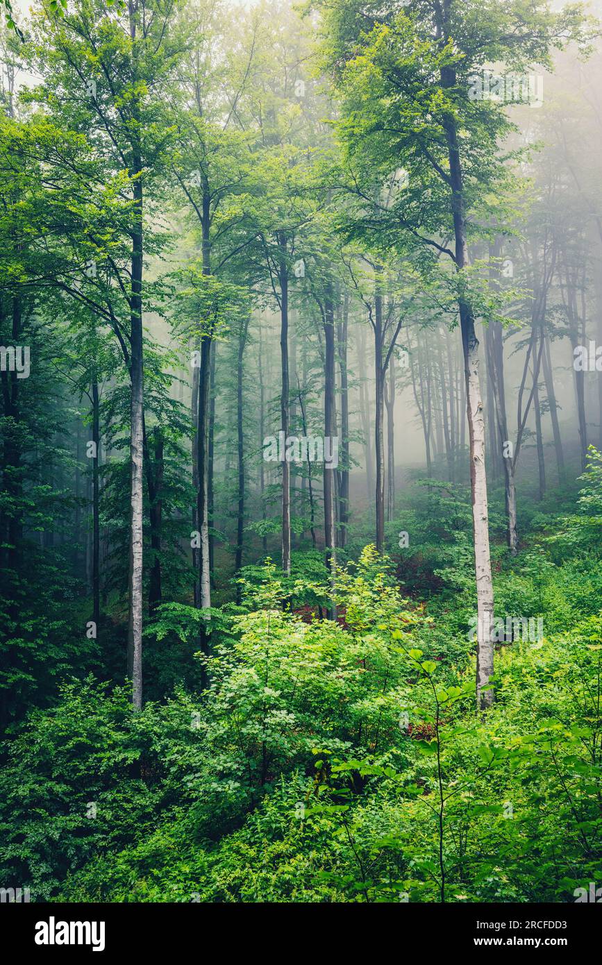 Beautiful nature at morning in the misty spring forest with sunshine ...