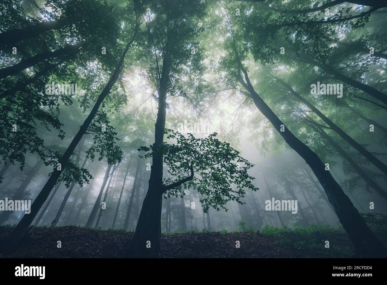 Big green tree and fog in the misty green forest Stock Photo - Alamy