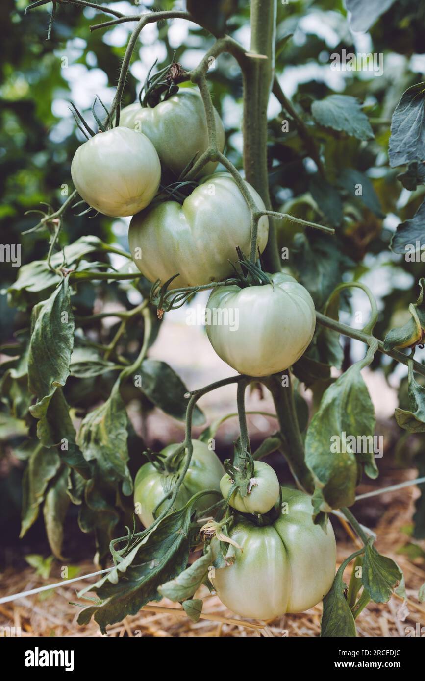 Agro horticulture garden hi-res stock photography and images - Alamy