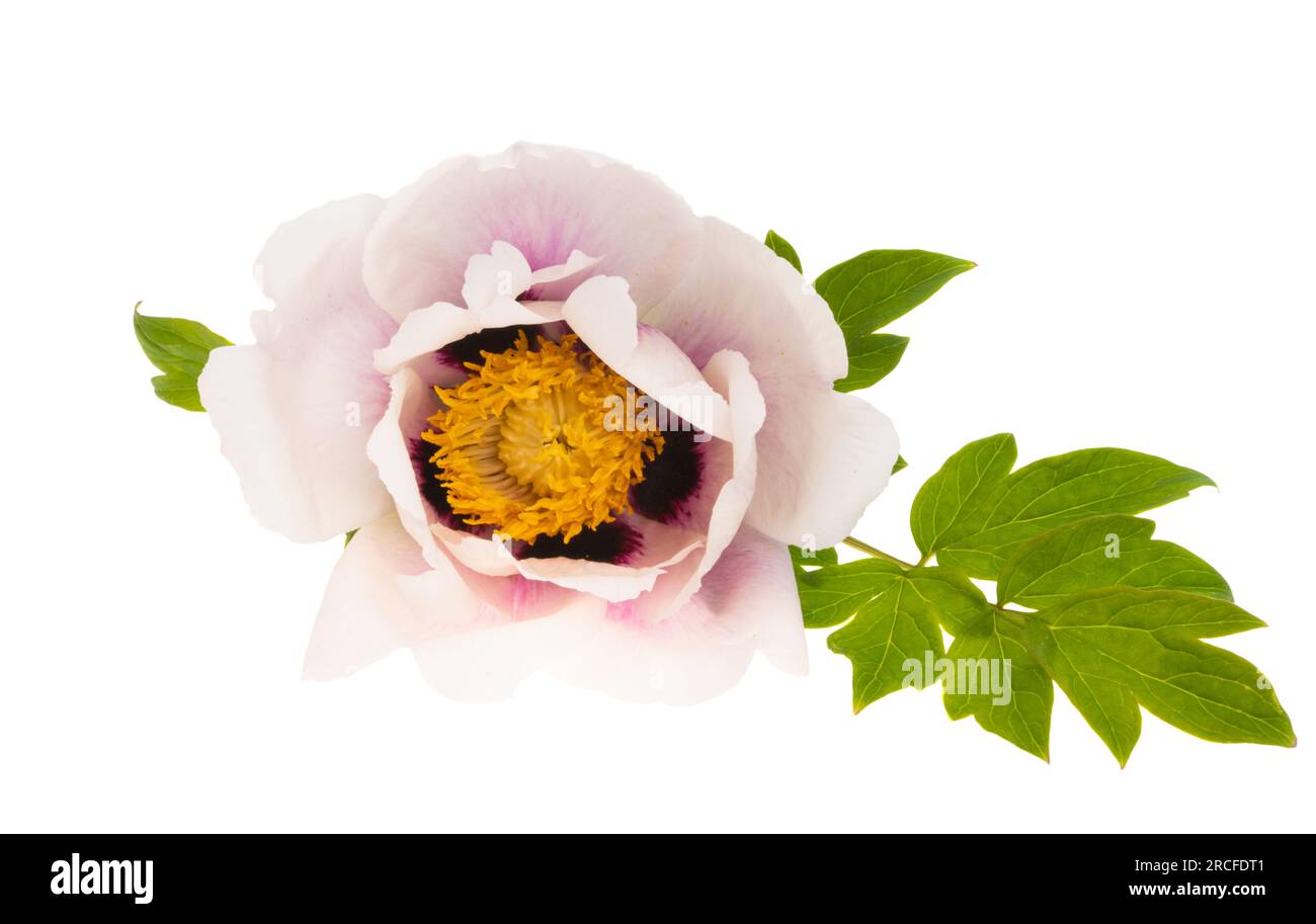 peony flower isolated on white background Stock Photo - Alamy