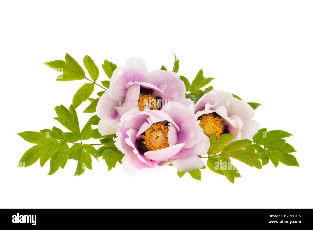 peony flower isolated on white background Stock Photo - Alamy