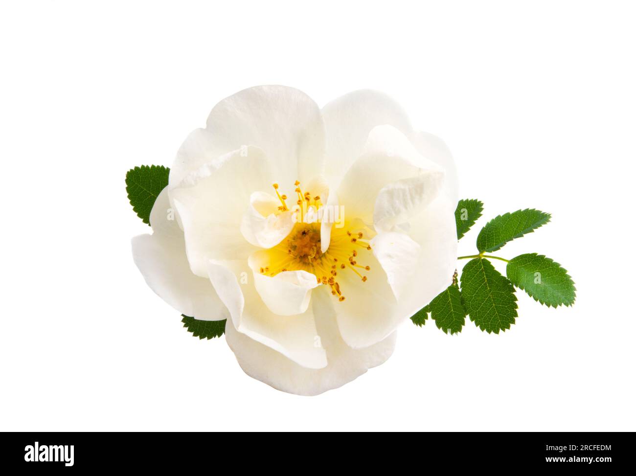 white wild rose isolated on white background Stock Photo - Alamy