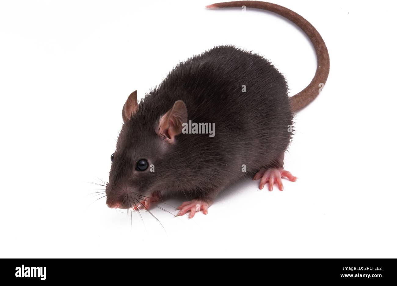 rat isolated on white background Stock Photo - Alamy