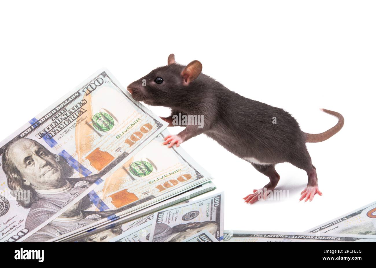 rat with dollars isolated on white background Stock Photo - Alamy