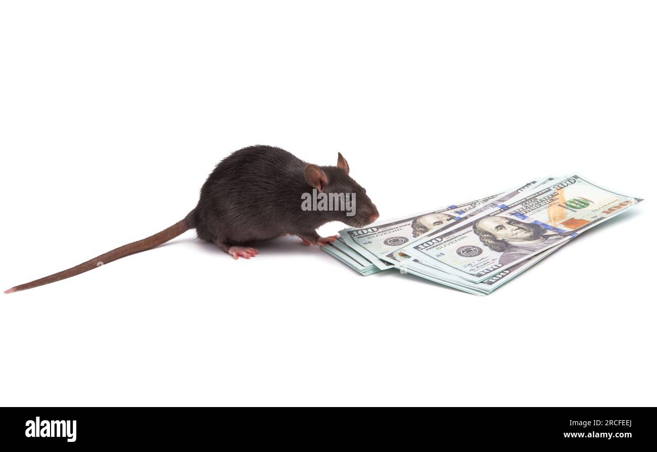 rat with dollars isolated on white background Stock Photo - Alamy