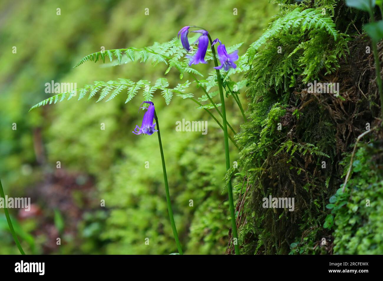 Species of ferns hi-res stock photography and images - Alamy