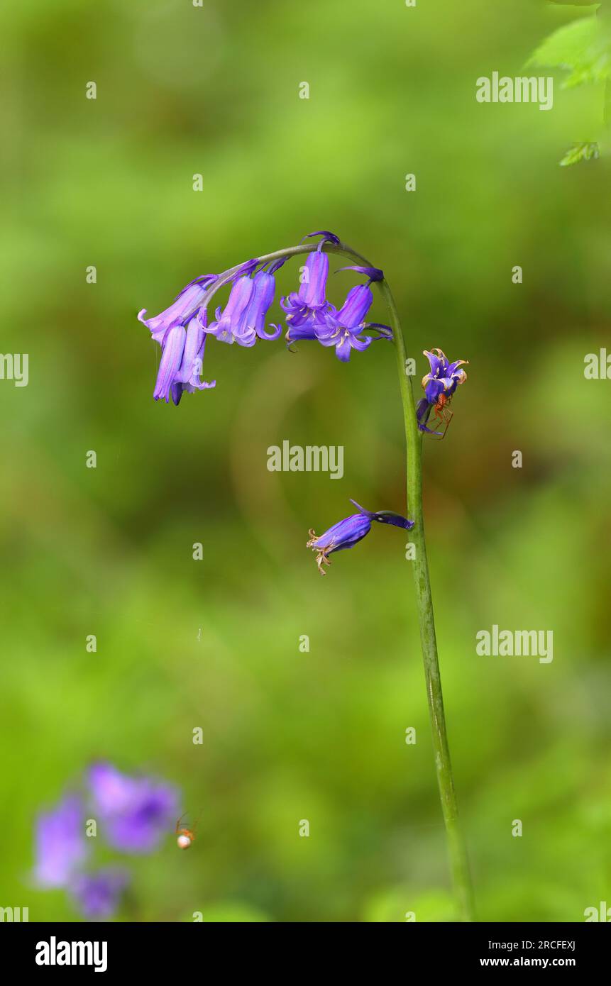 Close up image of some bluebells in Hackfall Forest North Yorkshire ...