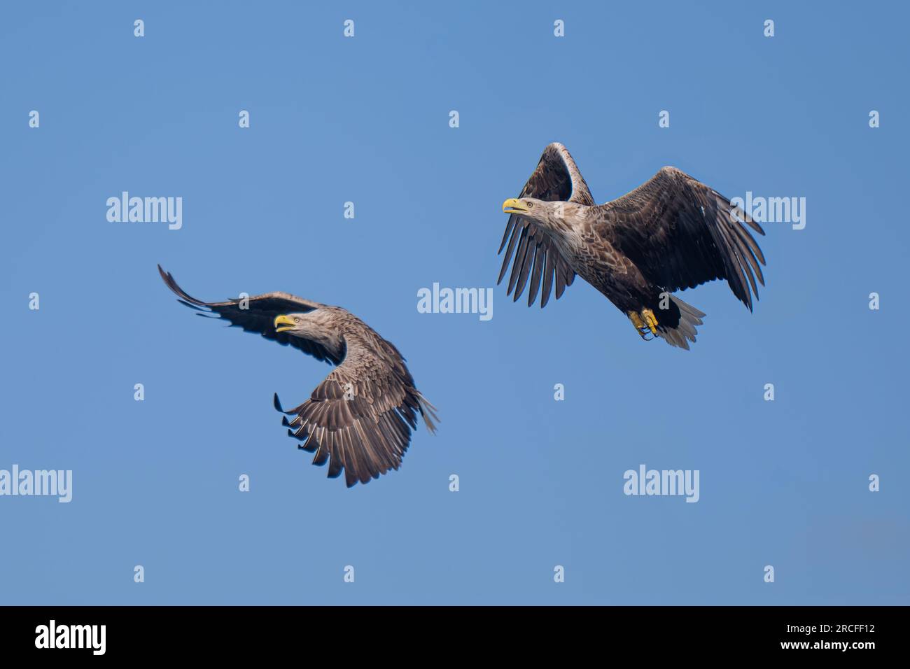 Two white tailed sea eagles fighting for a fish off the coast of the ...