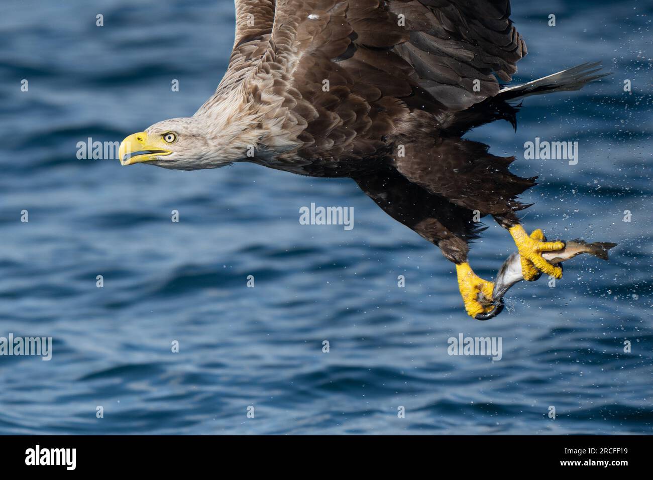 White tailed sea eagle catching fish off the coast of the isle of Mull ...