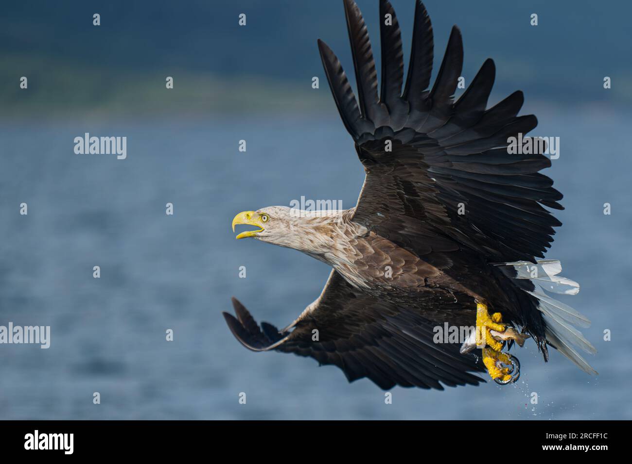 White tailed sea eagle catching fish off the coast of the isle of Mull ...