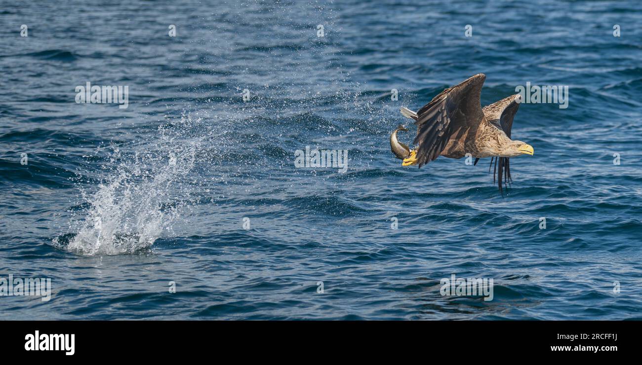 White tailed sea eagle catching fish off the coast of the isle of Mull ...