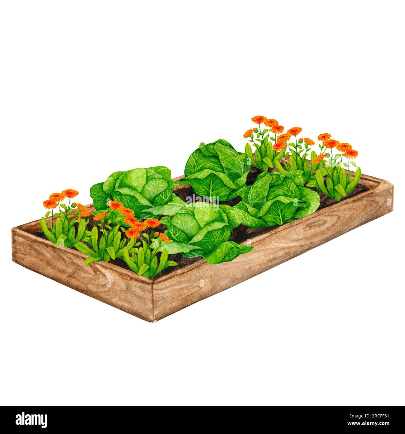 Growing vegetables illustration hi-res stock photography and images - Alamy