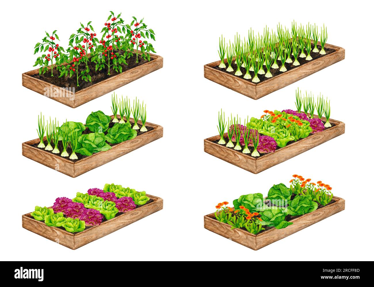 Set of wooden garden beds with growing vegetables: tomatoes, lettuce ...