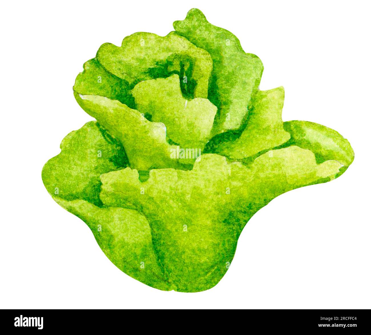 Head Of Lettuce Drawing