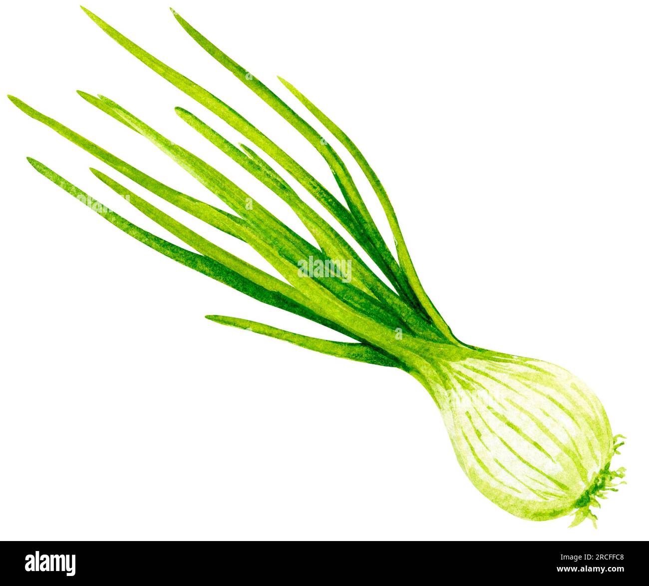 Fresh onion. Watercolor element on the theme of gardening, harvesting ...