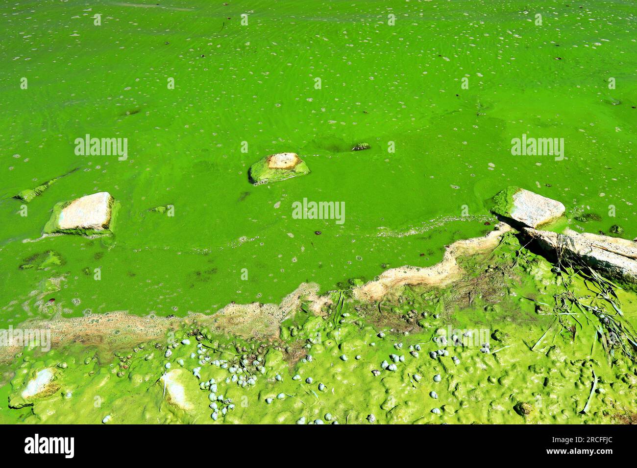 Water pollution by blooming blue green algae - is world environmental ...