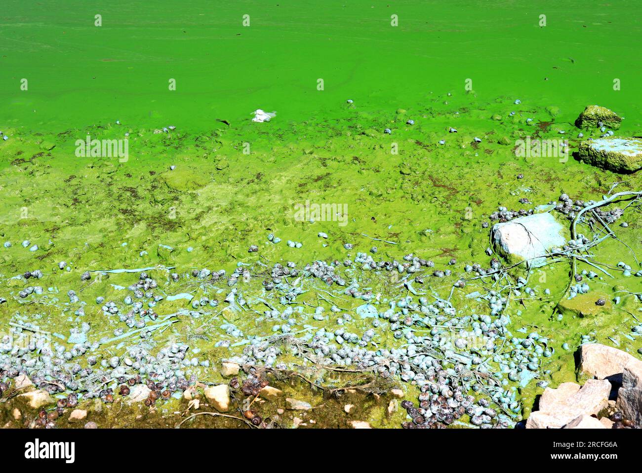 Harmful algal bloom hi-res stock photography and images - Alamy