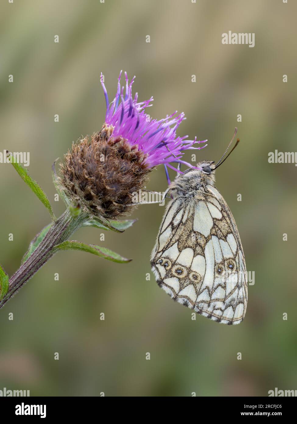 Marbled white butterfly aka Melanargia galathea on purple knapweed ...