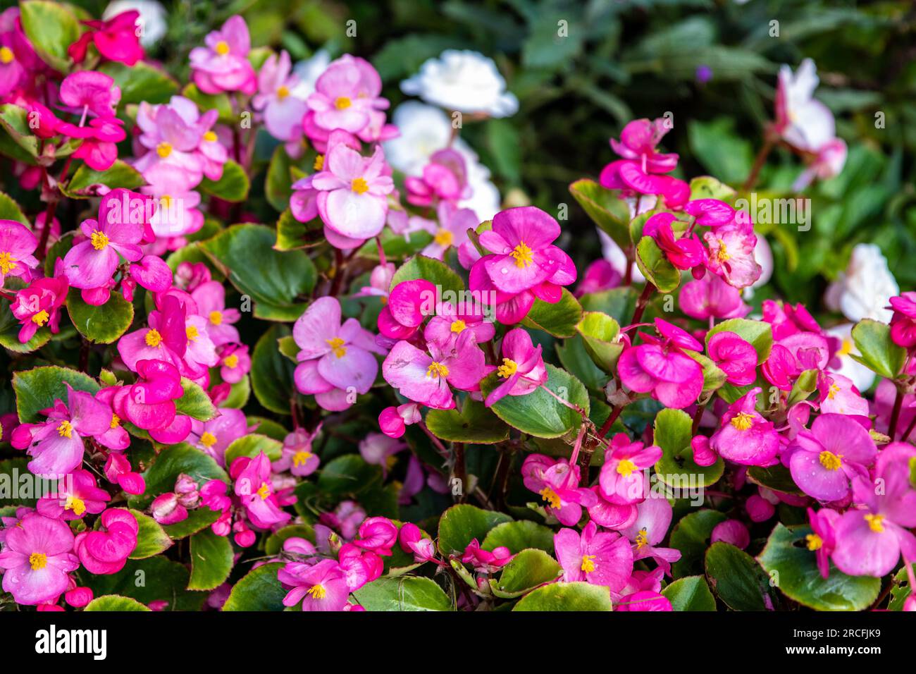 Amazing view footage taken of the nature and Flora and Fauna Stock ...