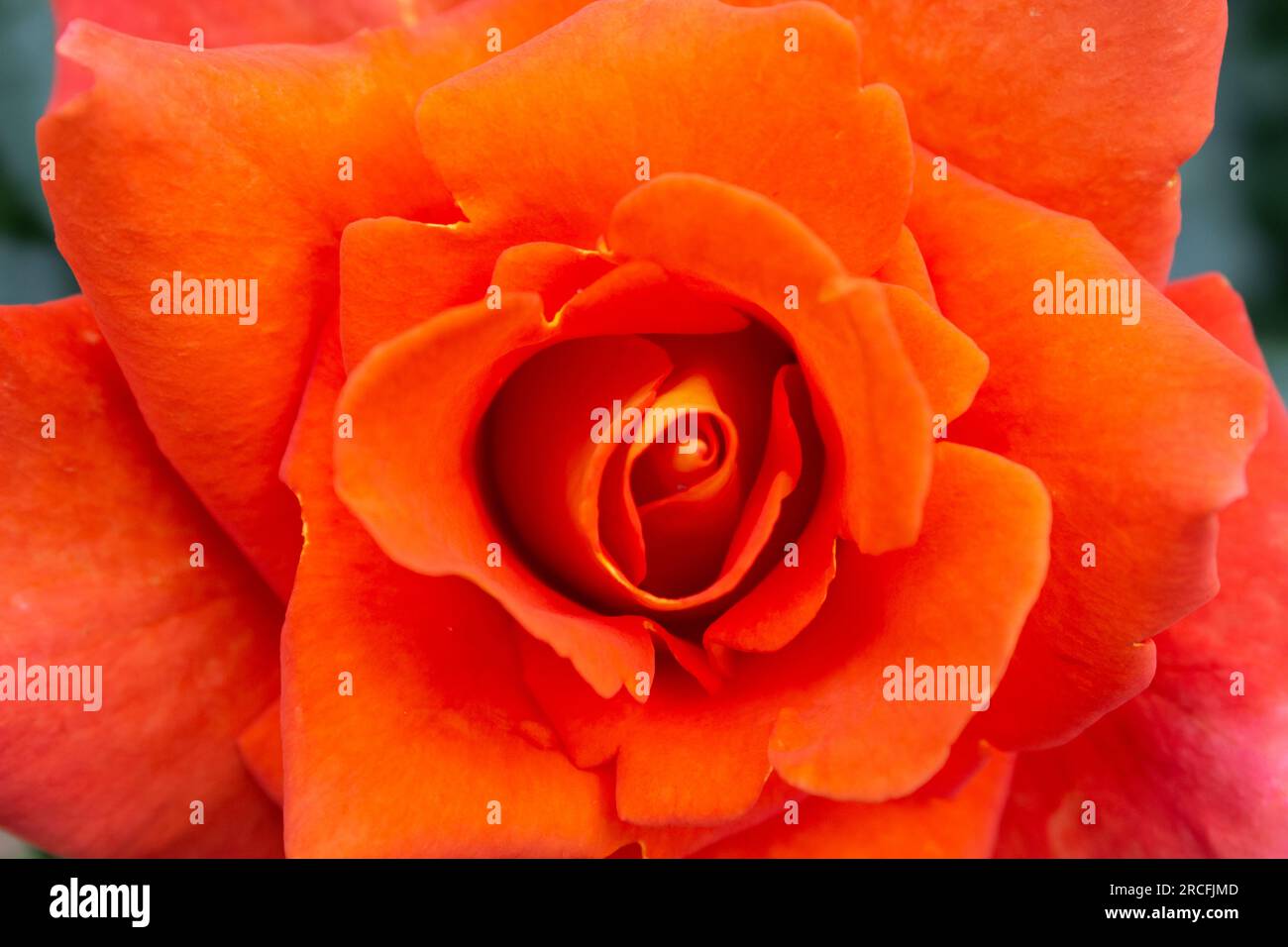 Perfume bright rose hi-res stock photography and images - Alamy