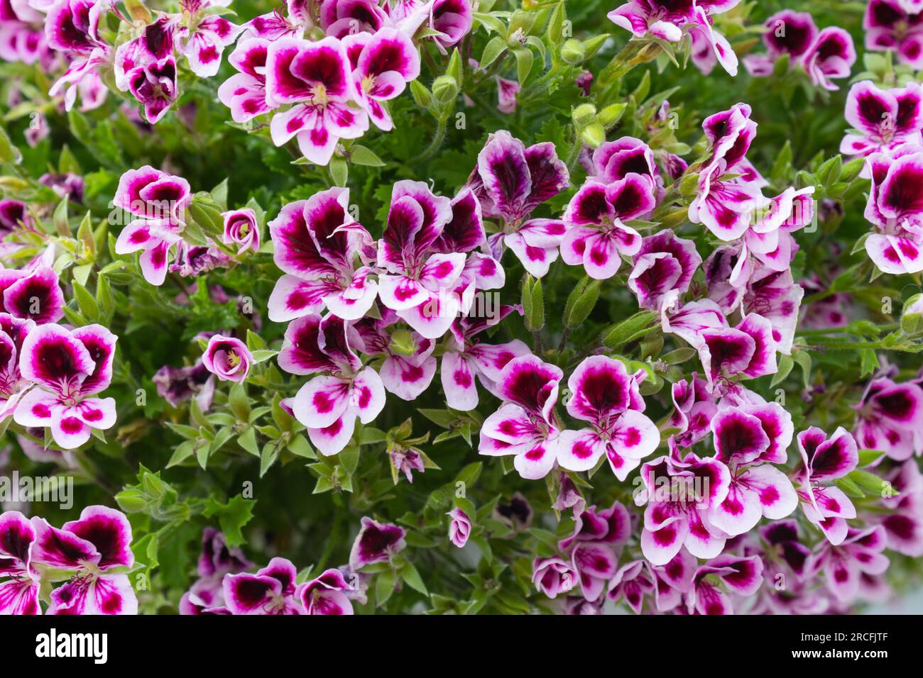 Variegated petunias hi-res stock photography and images - Alamy