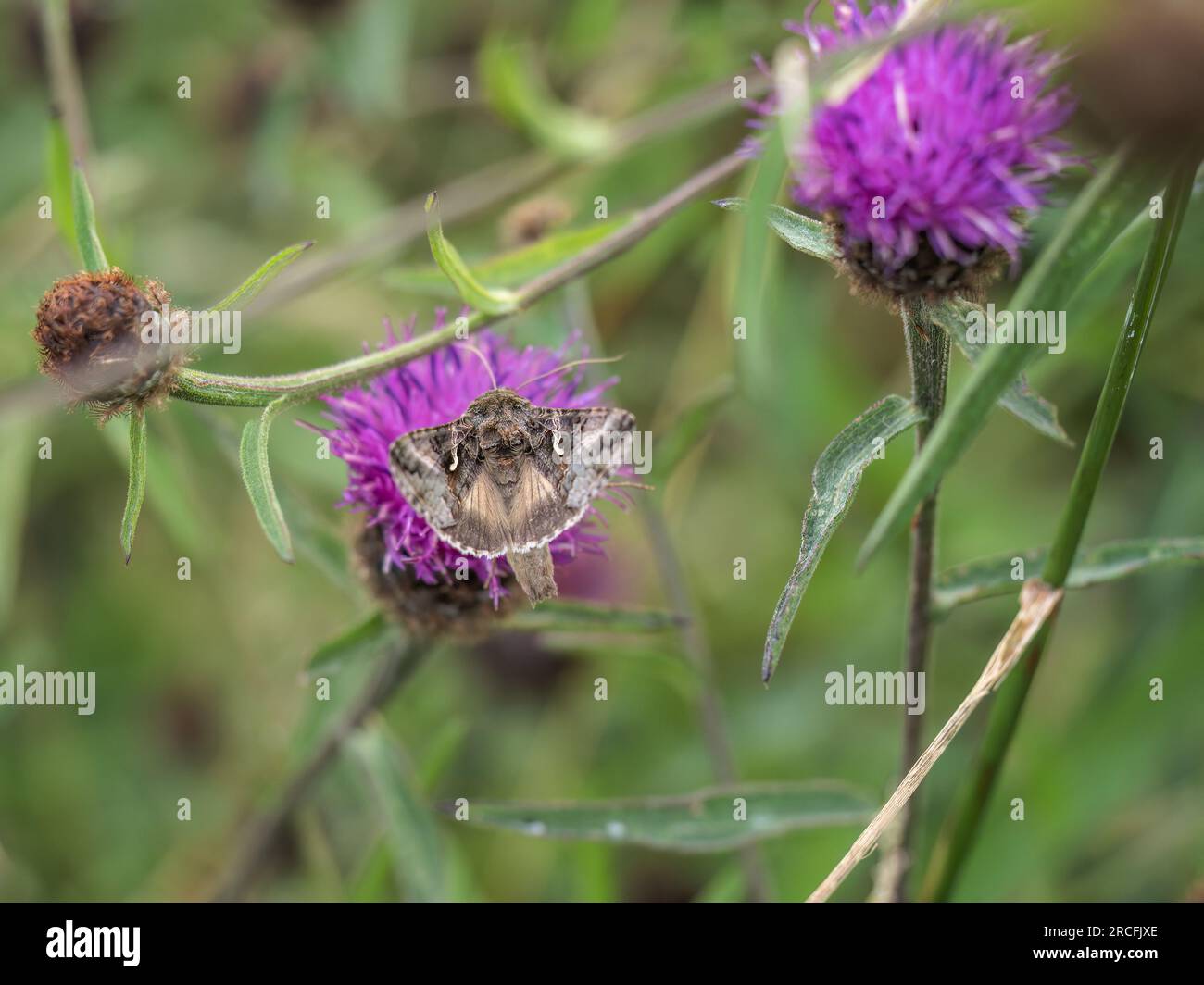 Silver Y moth aka Autographa gamma feeding on knpweed flower, aka ...
