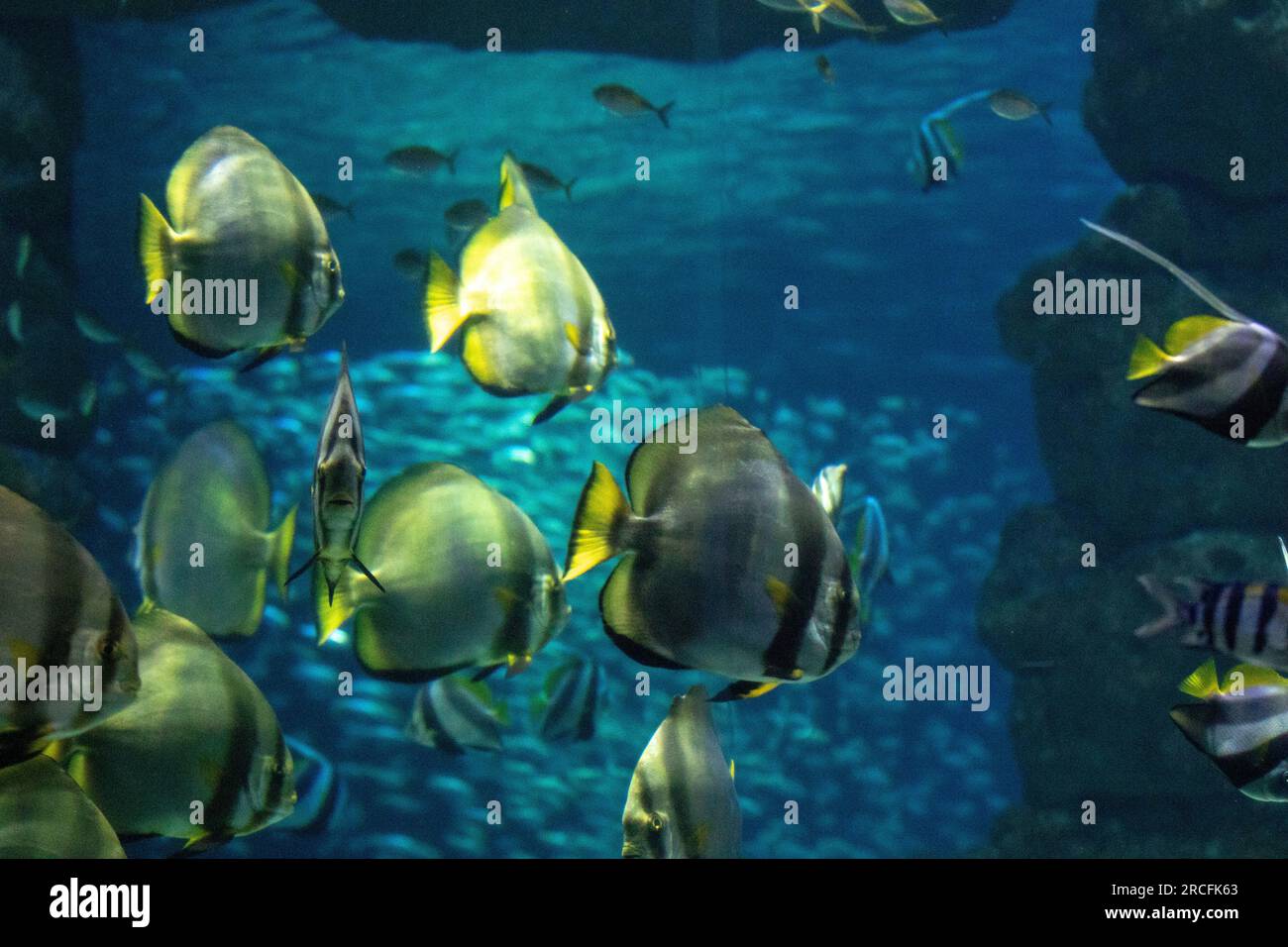 Amazing photos taken at Aquarium in Paris Stock Photo - Alamy